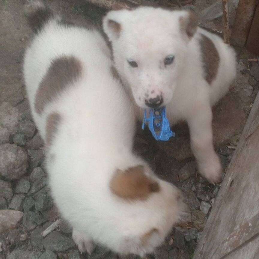 Щенки алабая продажа