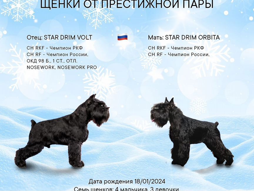 Щенки цвергшнауцера от великолепной пары