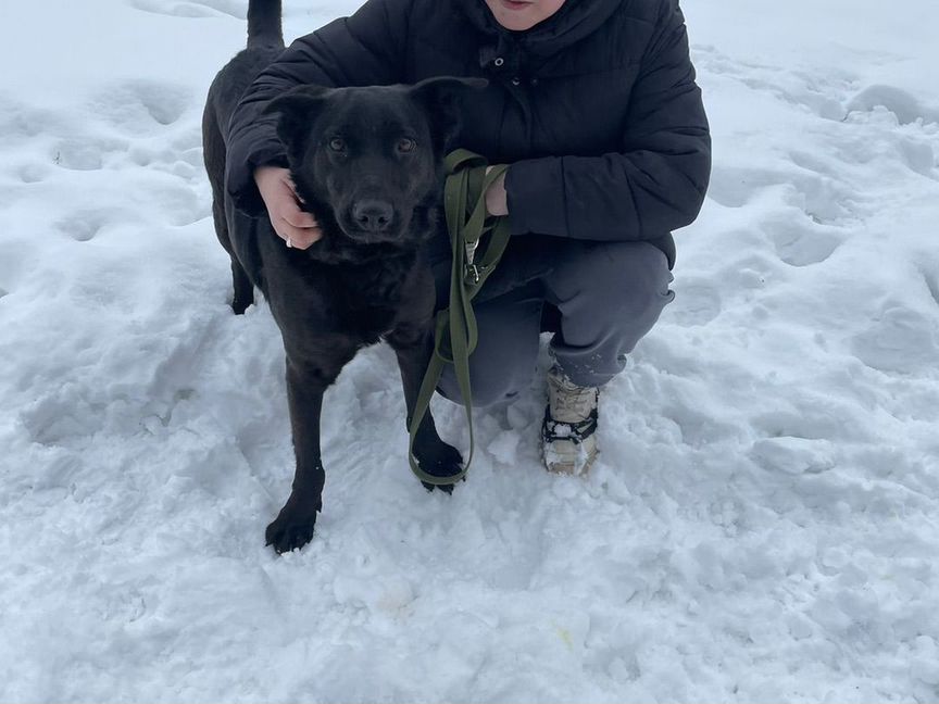 Лео очеень хочет домой