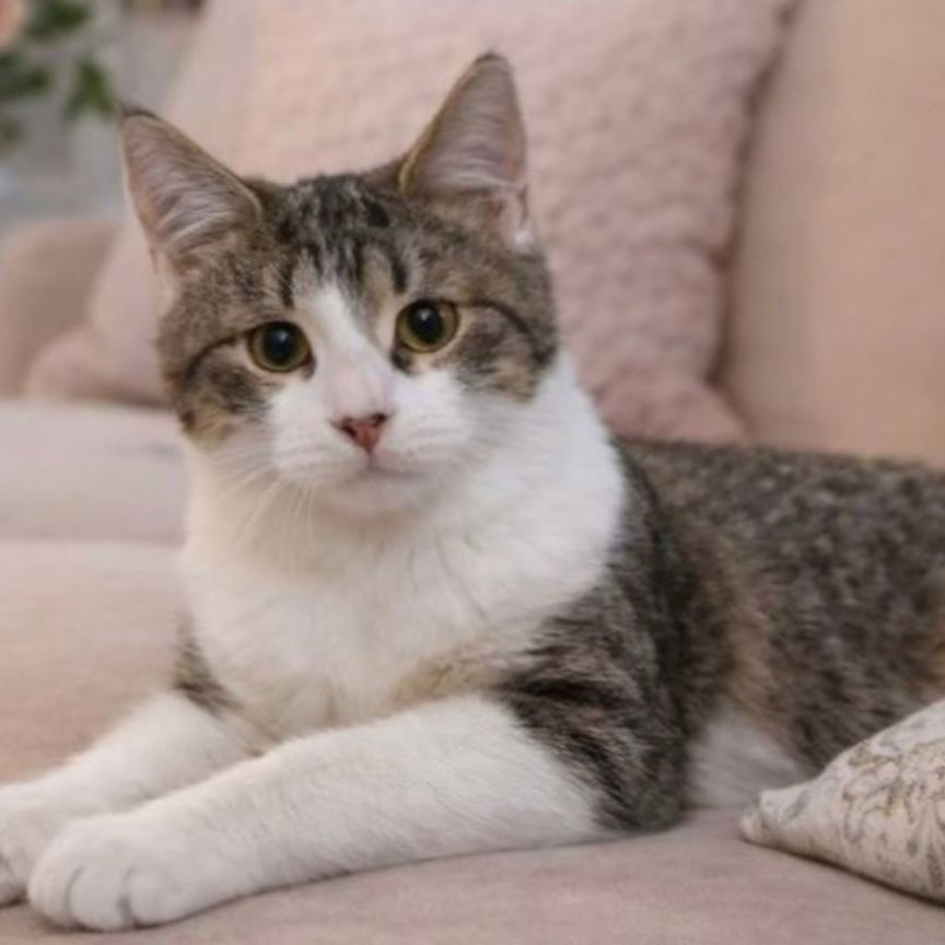 Европейский короткошёрстный котёнок