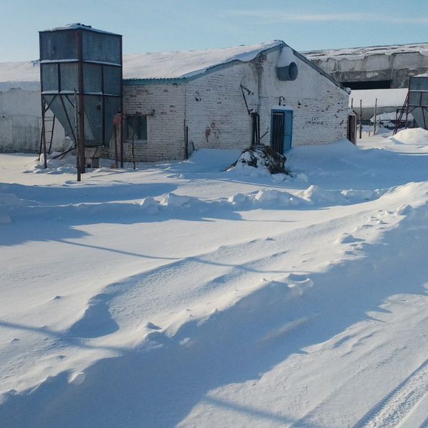 Свинарник, птичник, убойный цех