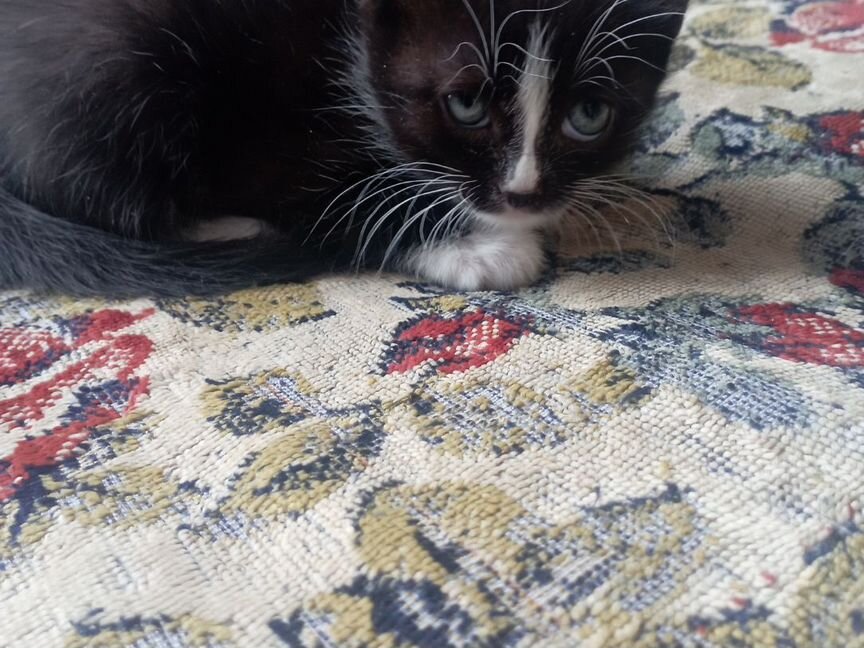 Кошка и котик бесплатно