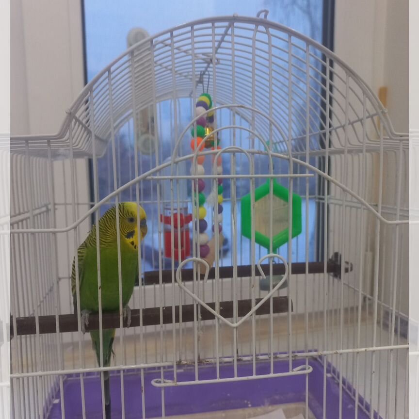 Волнистый попугай говорящий