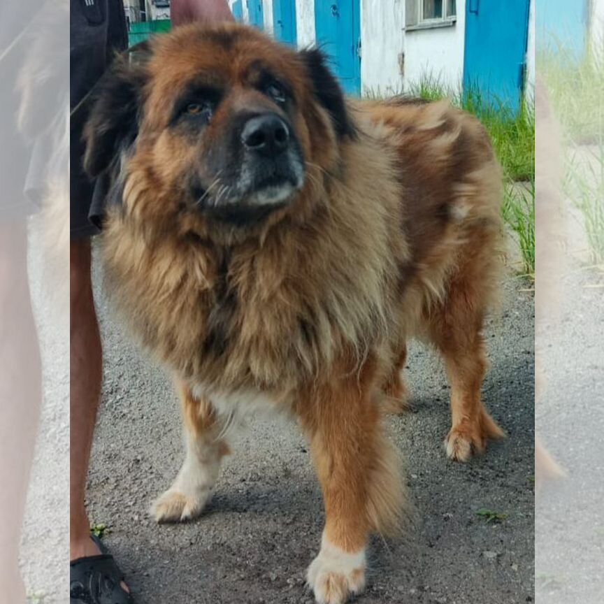 Кавказская овчарка в добрые руки
