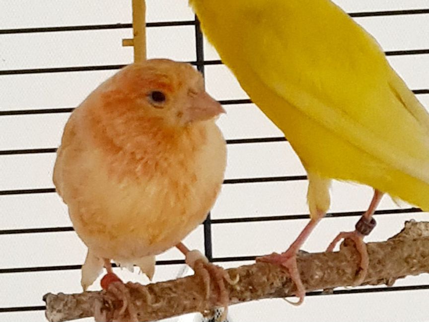 Отдам канареек в добрые руки