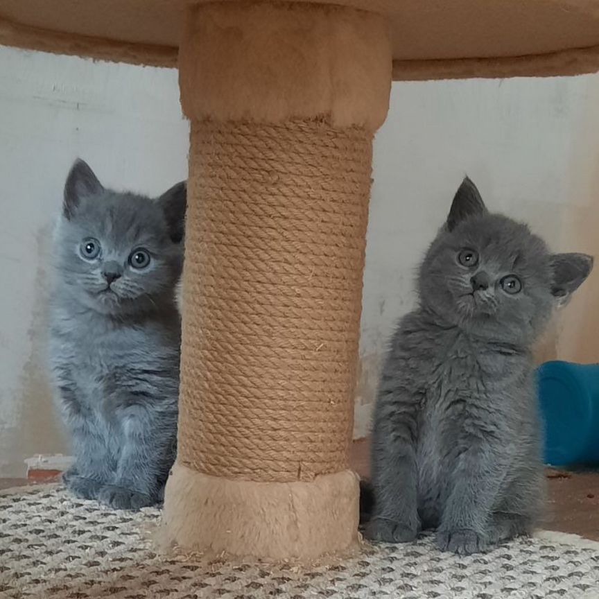 Британские котята