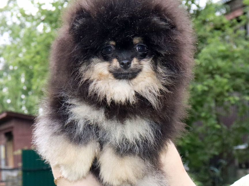 Меховой шарик.Девочка Шпицa 3 мес