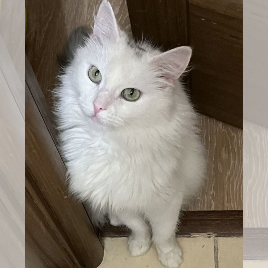 Взрослая кошка в добрые руки