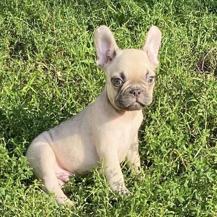 Французский бульдог щенок мальчик