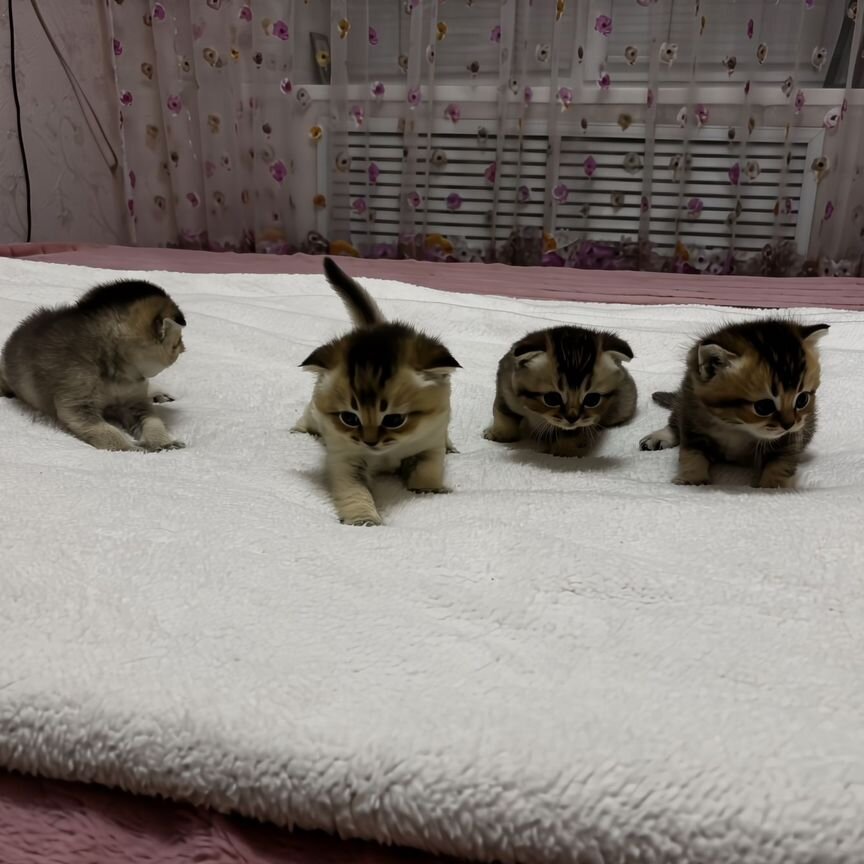 Британский короткошёрстный котёнок