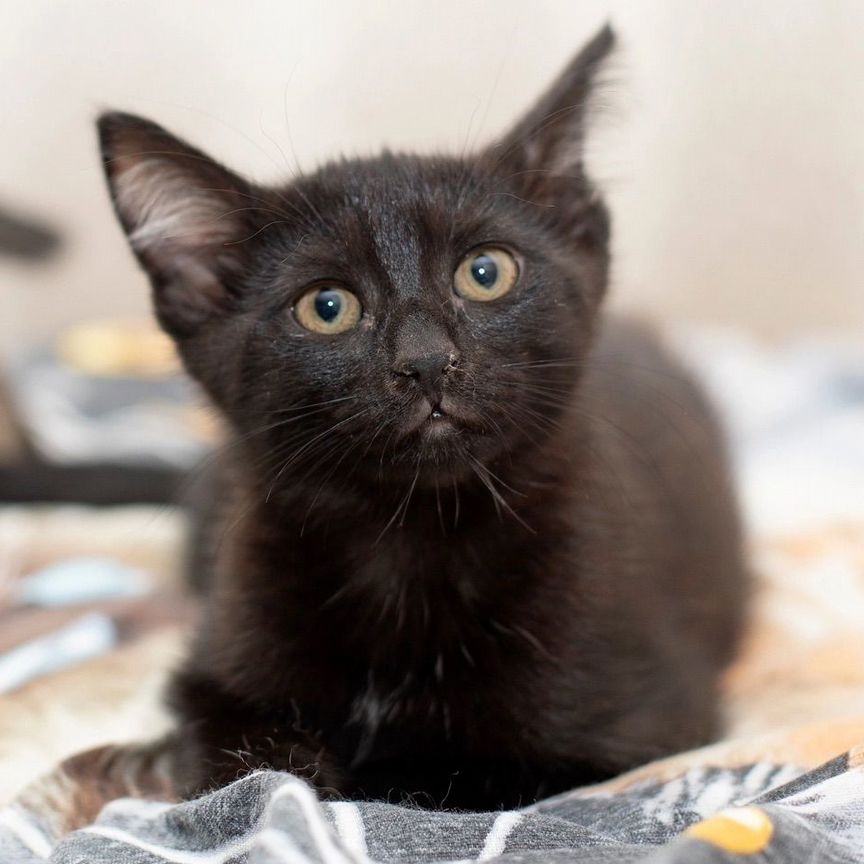 Европейский короткошёрстный котёнок
