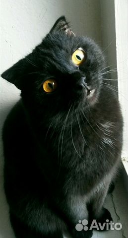 Кастрация котов,стерилизация кошек