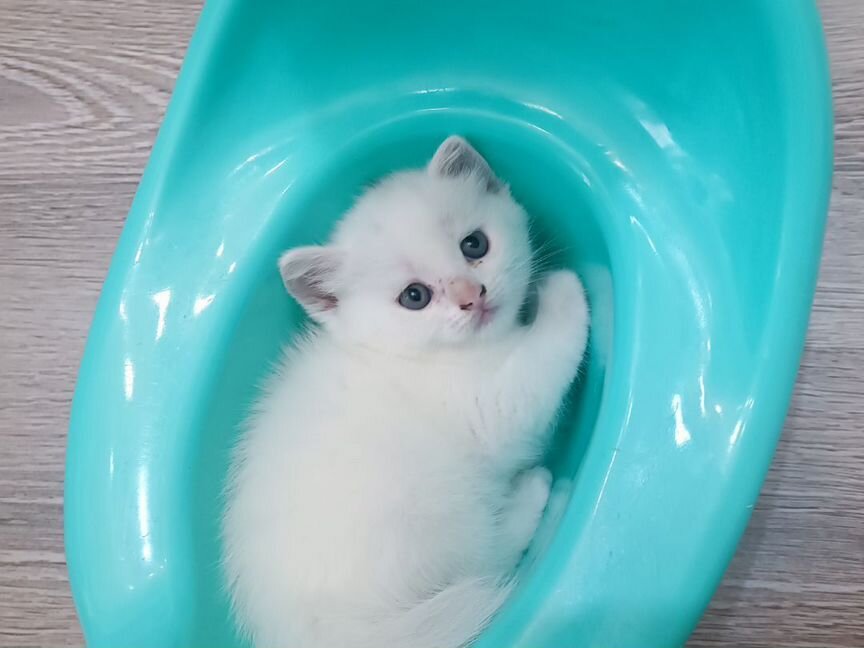 Котёнок девочка