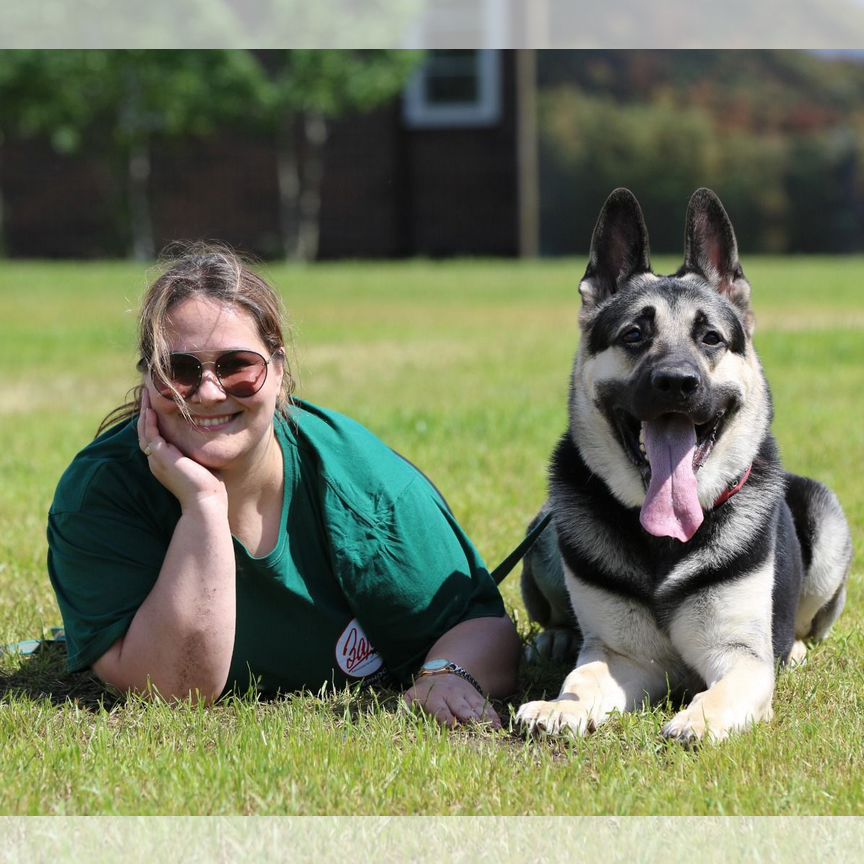 Восточноевропейская овчарка, щенок