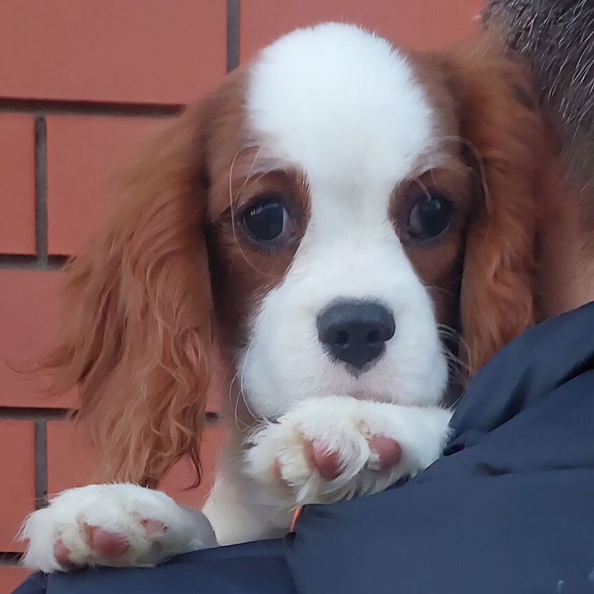 Кавалер кинг-чарльз-спаниель, щенок