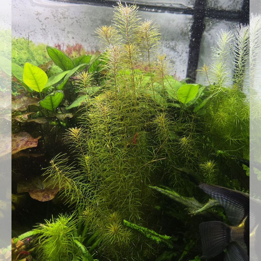 Аквариумные растения