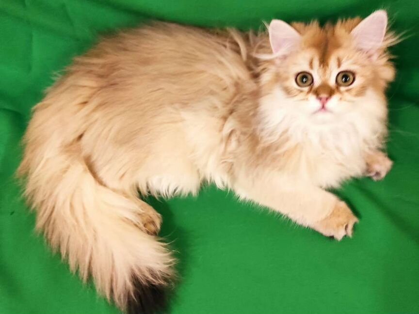 Британская золотая шиншилла длинношерстная