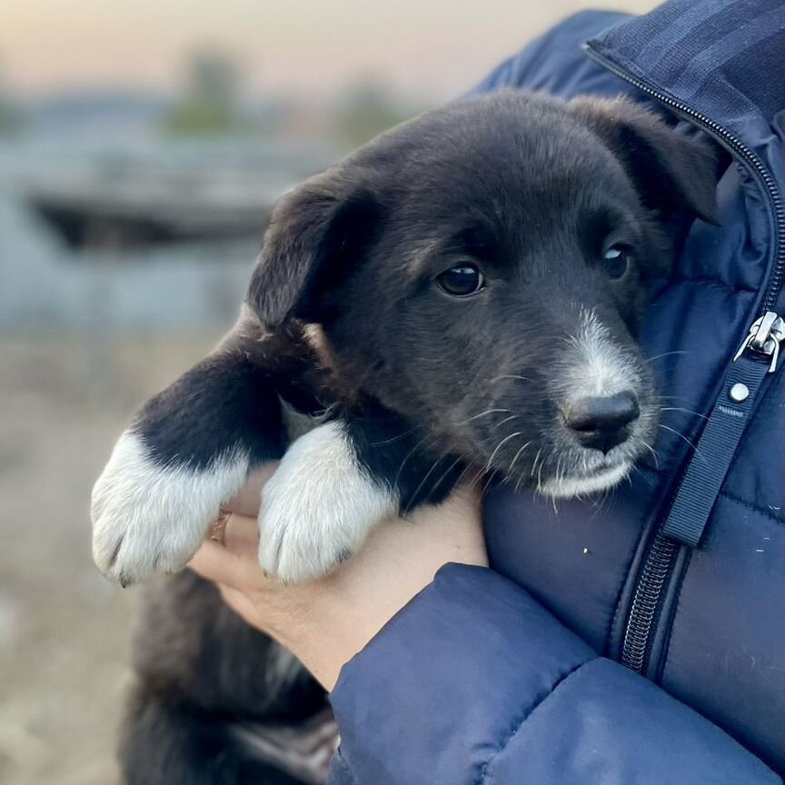 Щенок девочка в добрые руки, жила у дороги