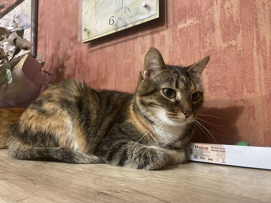 Замечательная кошка Муся ищет дом