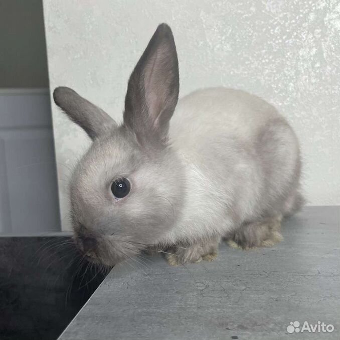 Декоративный кролик вязка