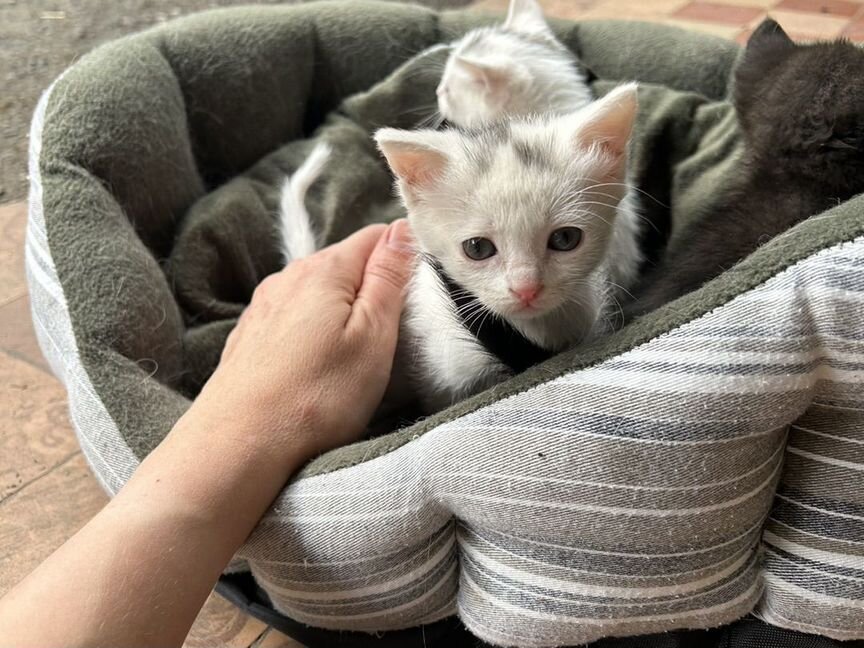 Котята белые и черные(кошечки)