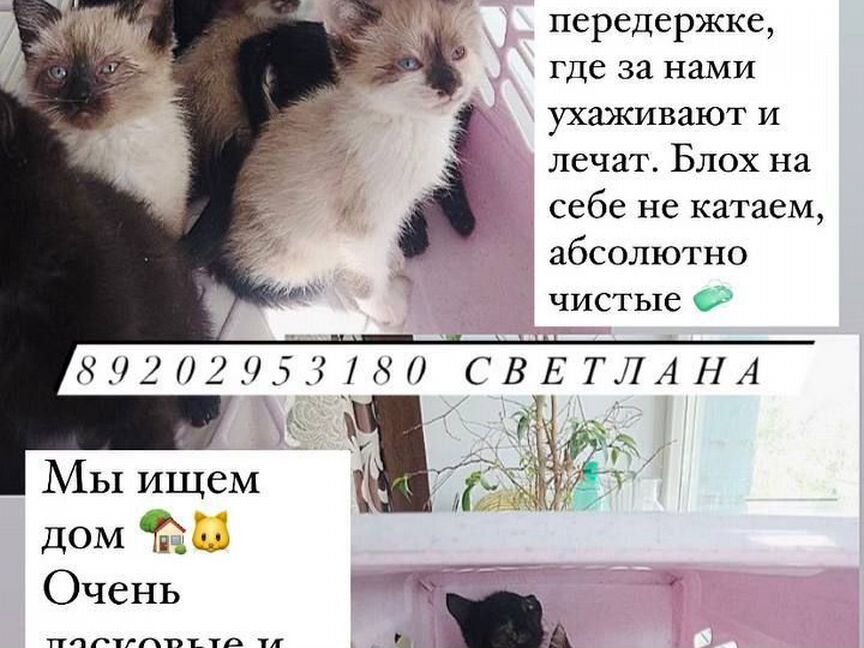 Тайские котята в добрые руки