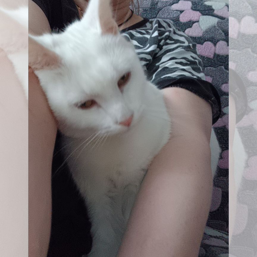 Взрослая, кошка в добрые руки