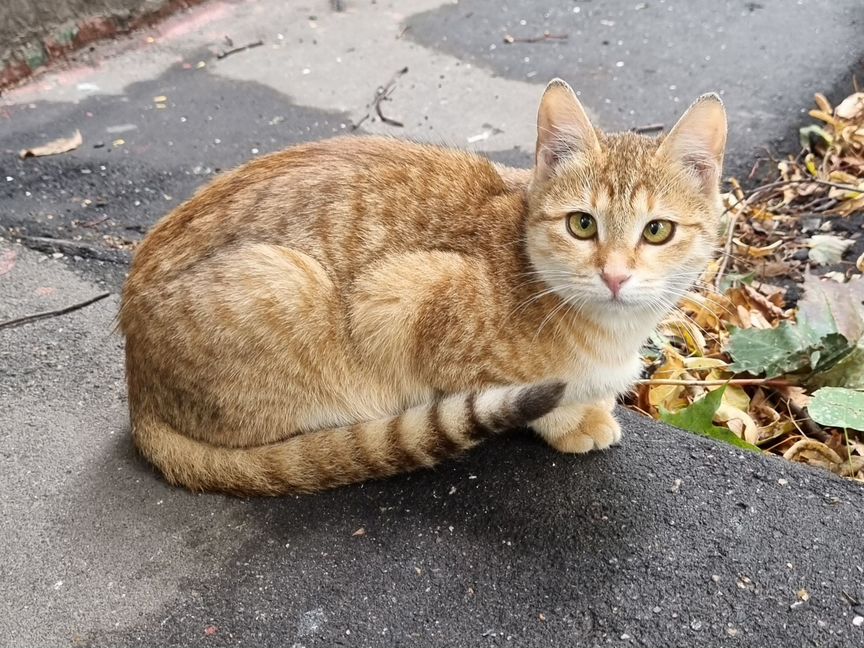 Рыжый котёнок Луша Груша