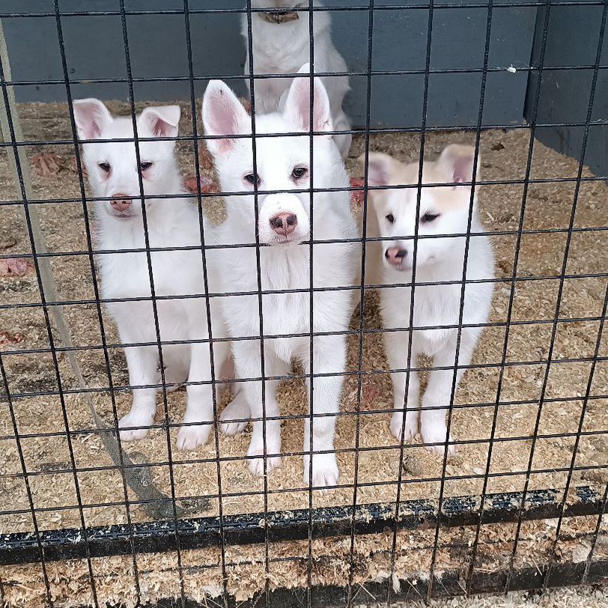 Западно сибирская лайка