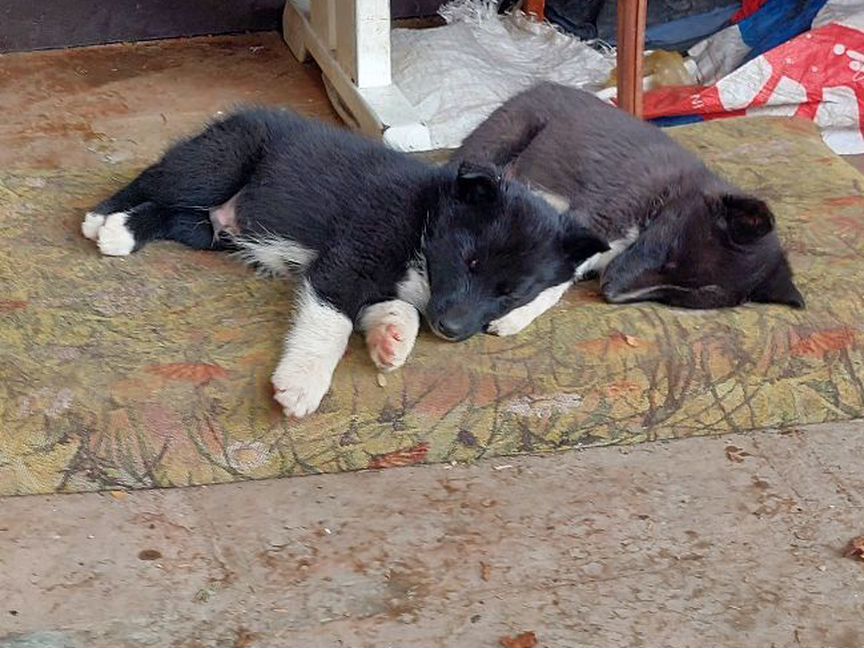 Щенки хасок