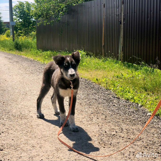 Щенок мальчик Барон 4 мес ищет семью