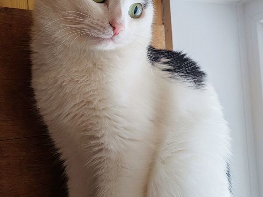 Котик ищет дом