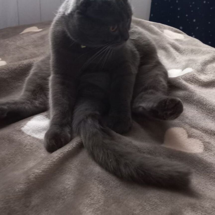 Шотландский вислоухий короткошёрстный, взрослый кот