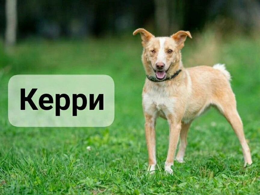 Маленькие собачки из Херсона в дар