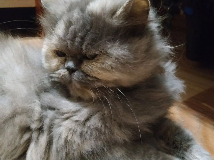 Персидская кошка ищет жениха