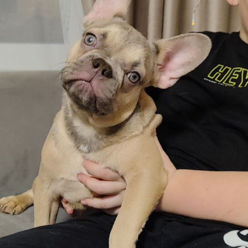 Французский бульдог, щенок