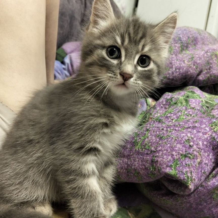 Котёнок в добрые руки