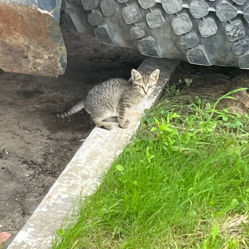 Отдается котенок в добрые руки