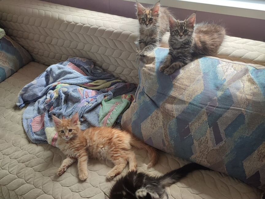 Котята мейн-кун