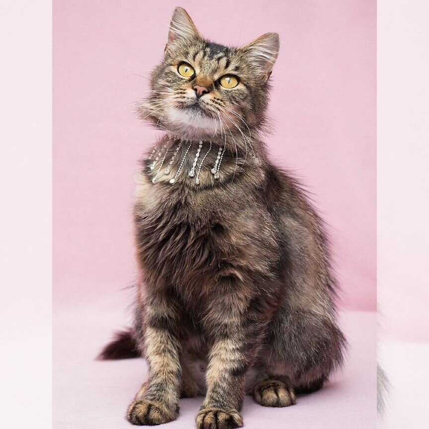 Сибирская кошка, взрослая
