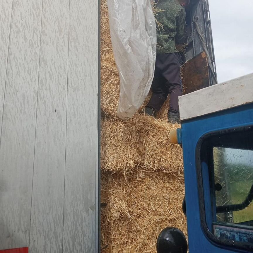 Ячменная солома в тюках