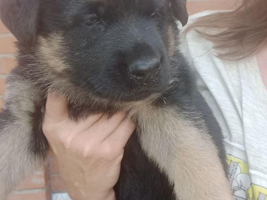 Собака