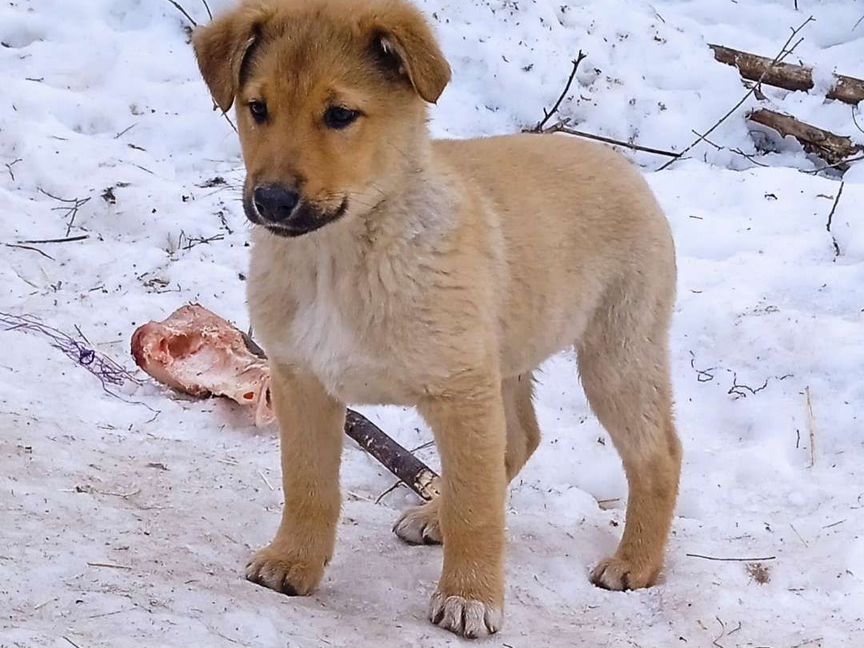 Отдам бесплатно в добрые руки щенок мальчик