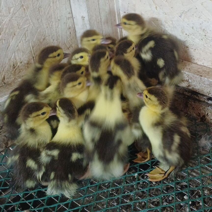 Индоутята суточные