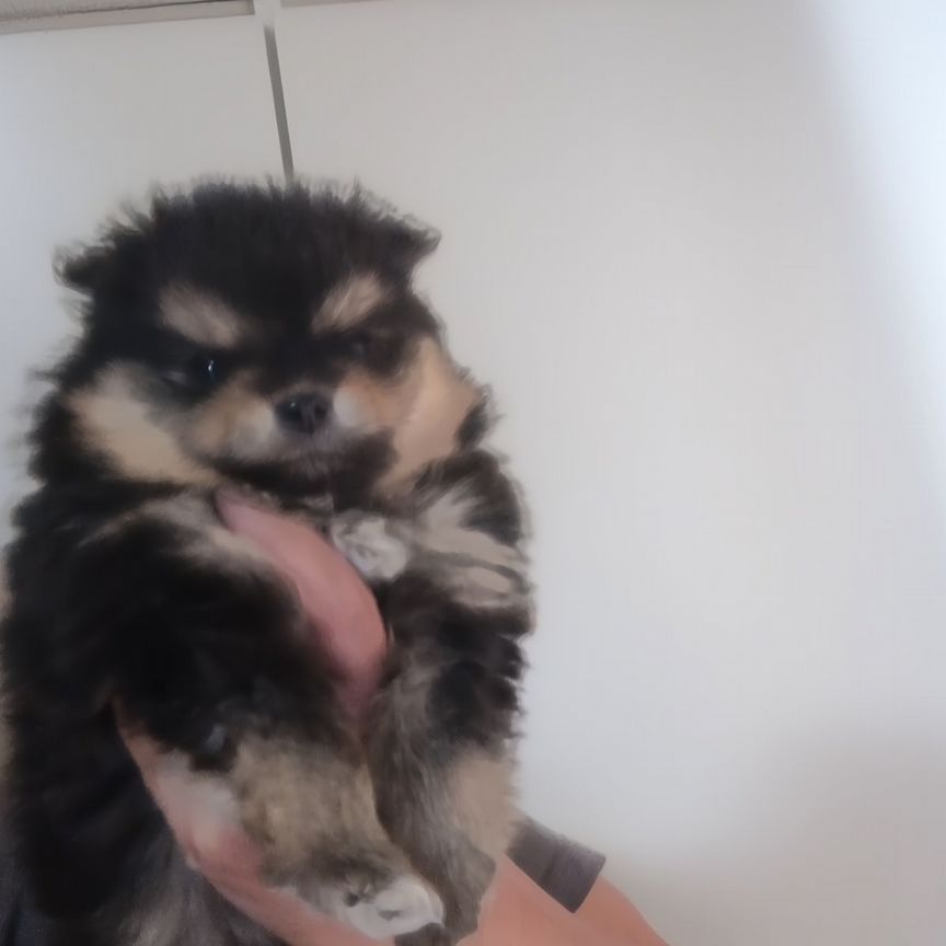 Немецкий шпиц, щенок