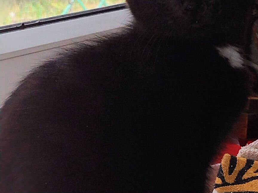 Котенок от кошки серенгети