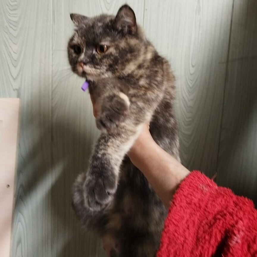 Кошки породистые бесплатно