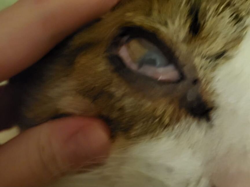 Котик нужна помощь