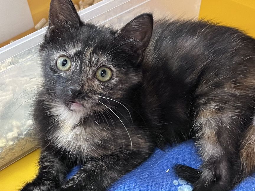 Котенок девочка в добрые руки