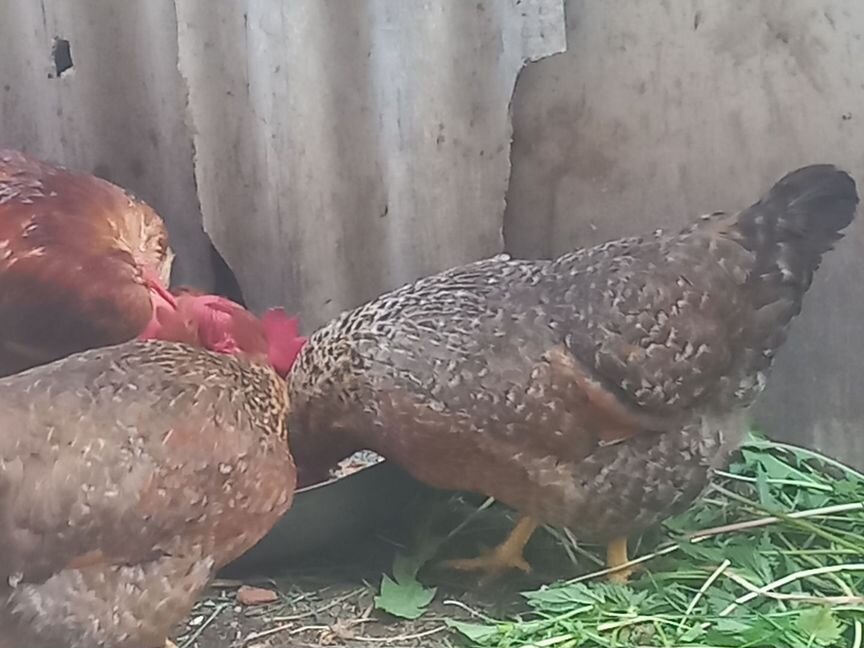 Куры породы Белефельдер